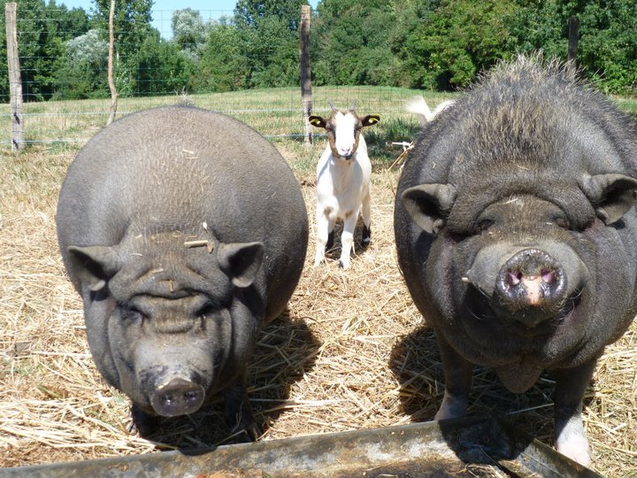Camping avec des animaux en Vendée